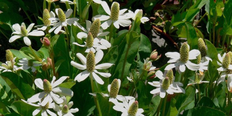 ¿Qué es la hierba del manso y para qué sirve?